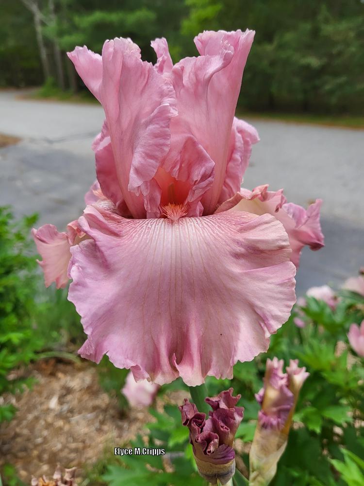 Photo of the bloom of Tall Bearded Iris (Iris 'Star Appeal') posted by ...