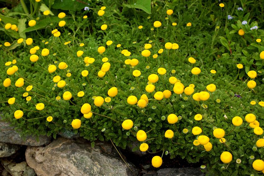Photo of the entire plant of Cotula lineariloba 'Big Yellow Moon' posted by Joy - Garden.org