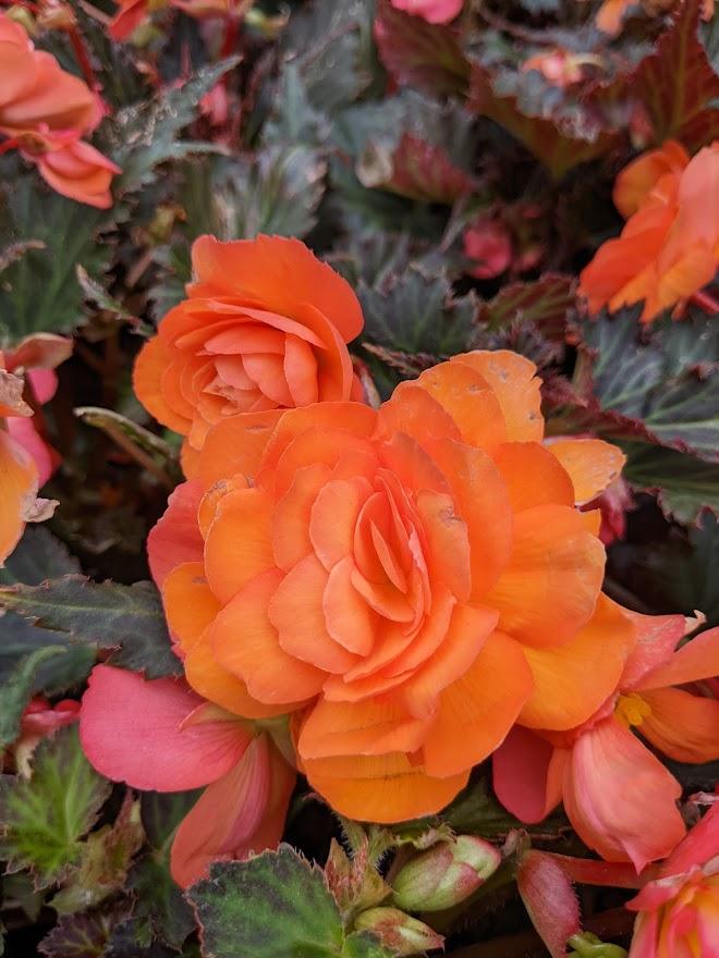 Photo of the bloom of Begonia (Begonia x hybrida I'Conia® Bacio Orange ...