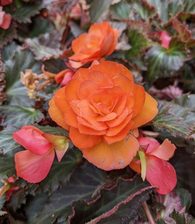 Photo of the entire plant of Begonia (Begonia x hybrida I'Conia® Bacio ...