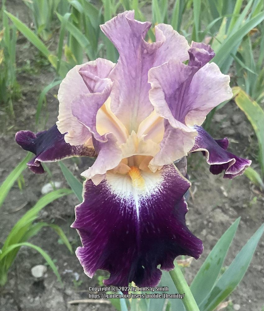 Photo of the bloom of Tall Bearded Iris (Iris 'Drew a Royal Flush ...