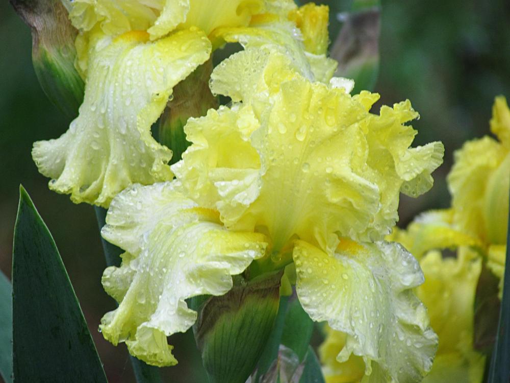Tall Bearded Iris (Iris 'Sun Shine In') in the Irises Database - Garden.org