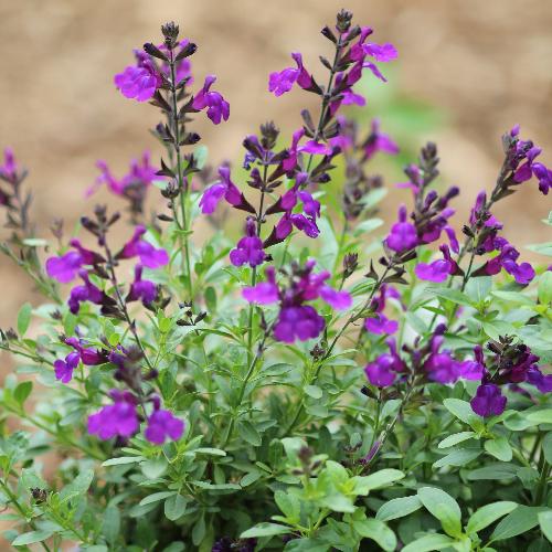 Photo of the bloom of Autumn Sage (Salvia greggii Mirage™ Deep Purple ...