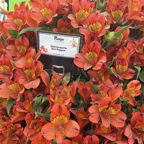 Alstroemeria Hot Pepper in the Peruvian Lilies Database - Garden.org