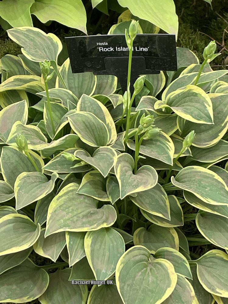 Photo of the entire plant of Hosta 'Rock Island Line' posted by ...