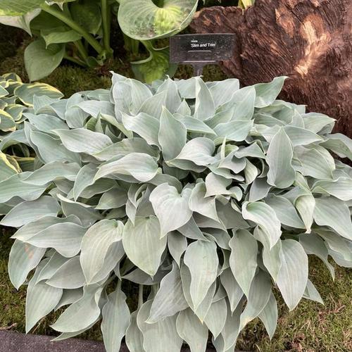 Hosta 'Slim and Trim' in the Hostas Database - Garden.org