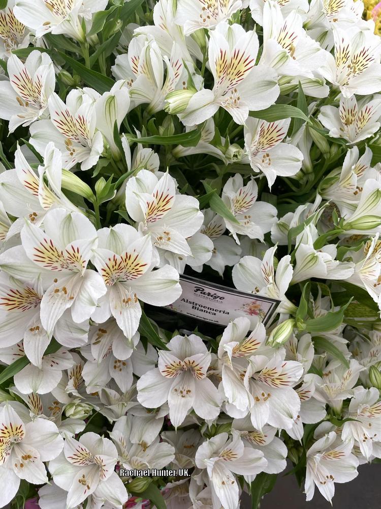 Alstroemeria H.R.H. Princess Alexandra in the Peruvian Lilies Database ...