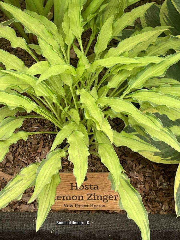 Hosta 'Lemon Zinger' in the Hostas Database - Garden.org