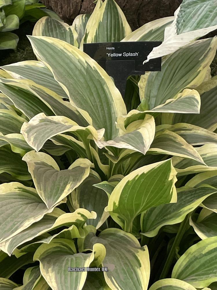 Hosta 'Yellow Splash' in the Hostas Database - Garden.org