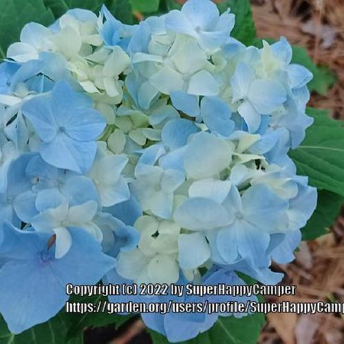 Hydrangea (Hydrangea macrophylla Dear Dolores™) in the Hydrangeas Database - Garden.org