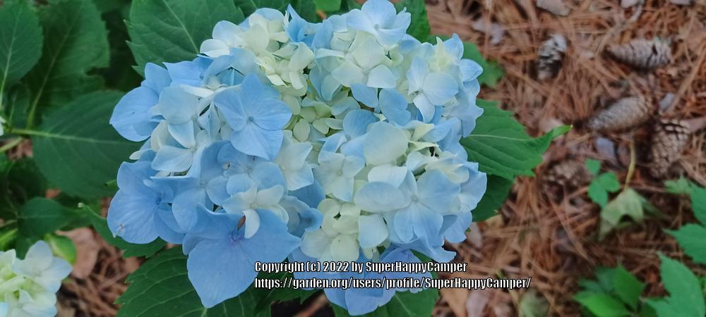Hydrangea (Hydrangea macrophylla Dear Dolores™) in the Hydrangeas Database - Garden.org