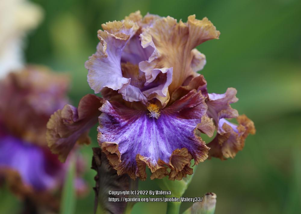 Photo of the bloom of Tall Bearded Iris (Iris 'Panjandrum') posted by Valery33 - Garden.org
