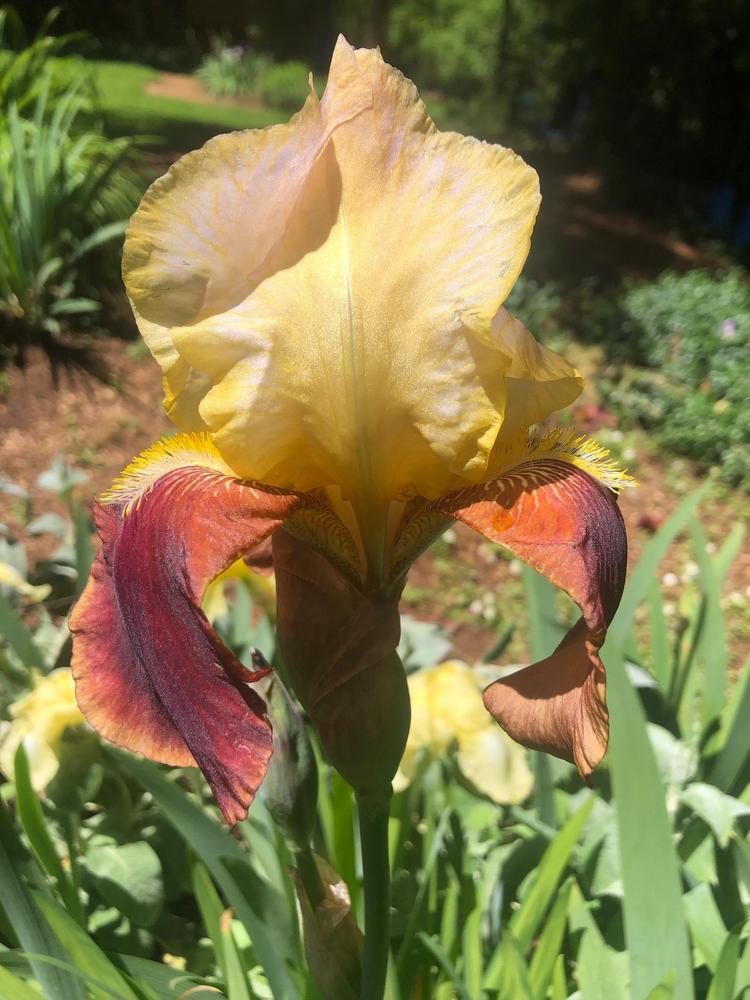Photo of the bloom of Tall Bearded Iris (Iris 'Broadway Star') posted ...