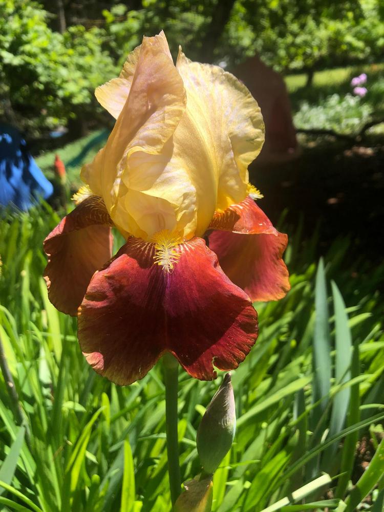 Photo of the bloom of Tall Bearded Iris (Iris 'Broadway Star') posted ...