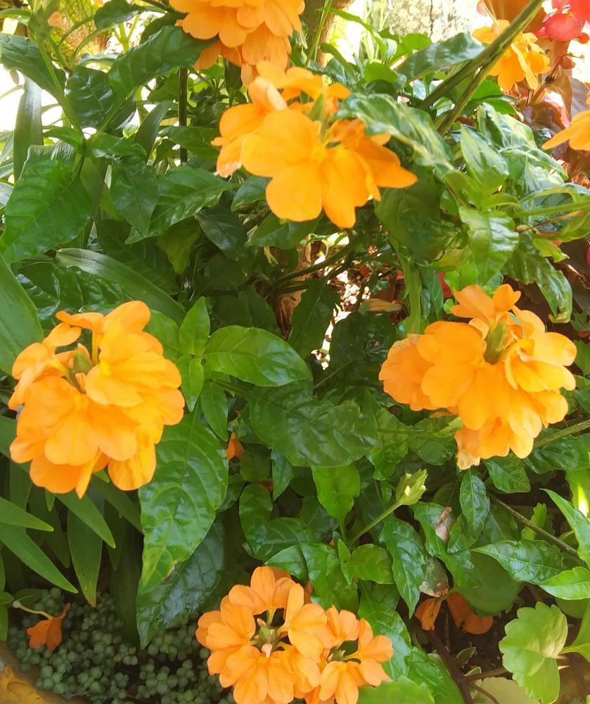 Photo of the bloom of Firecracker Flower (Crossandra infundibuliformis ...
