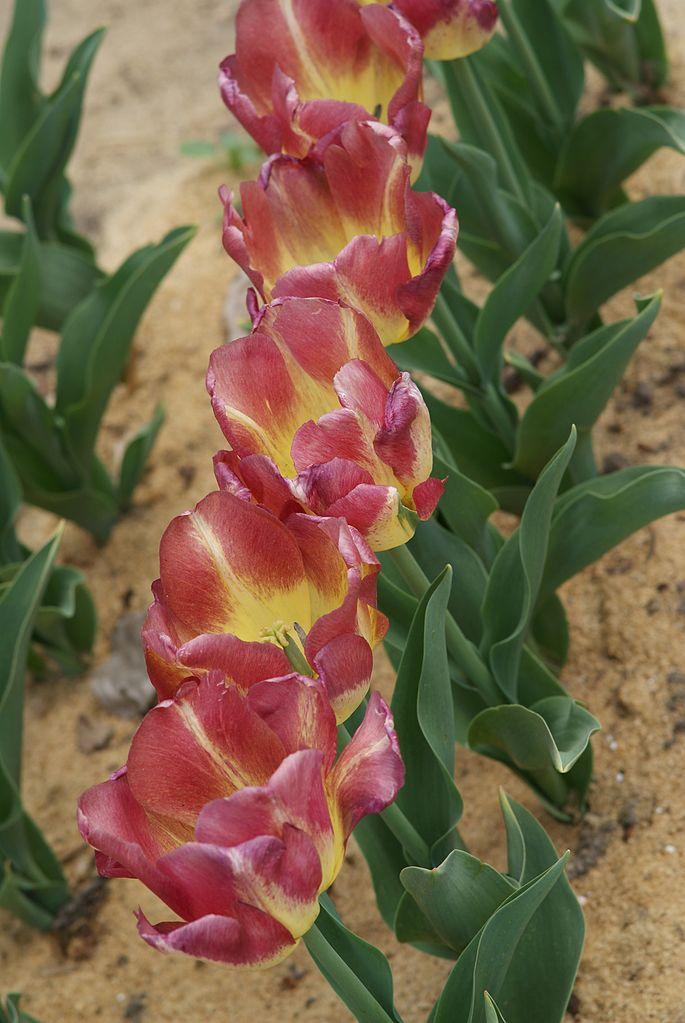 Photo of the bloom of Single Early Tulip (Tulipa 'Cape Town') posted by ...