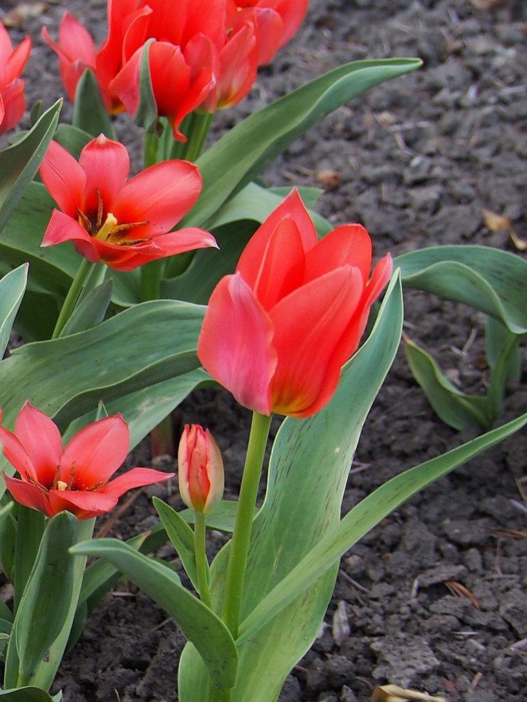 Photo of the bloom of Greigii Tulip (Tulipa greigii 'Corsage') posted ...