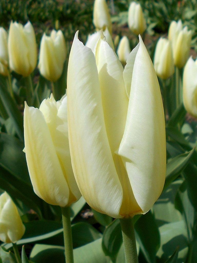 Photo of the bloom of Triumph Tulip (Tulipa 'Cheers') posted by ...