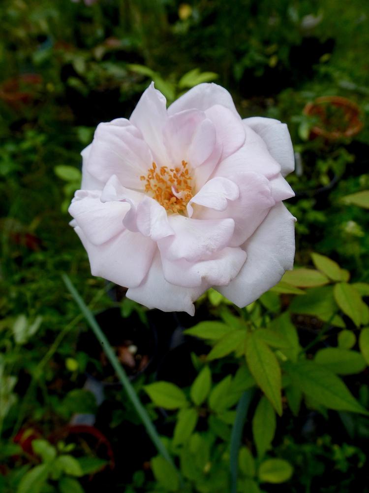 Photo of the bloom of Rose (Rosa 'Ping Dong Yue Ji') posted by ...