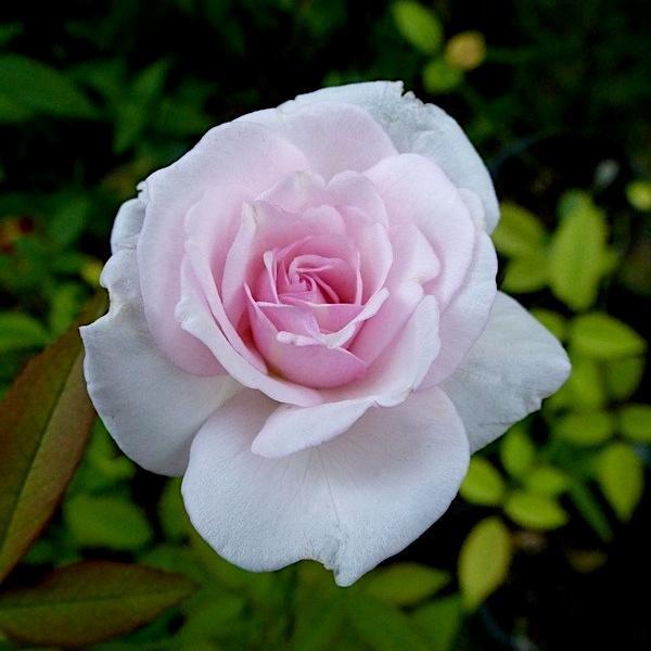 Rose (Rosa 'Ping Dong Yue Ji') in the Roses Database - Garden.org