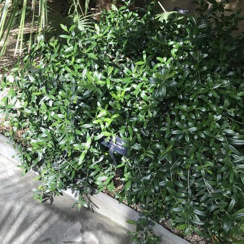 Dwarf Olive (Olea europaea 'Little Ollie') - Garden.org