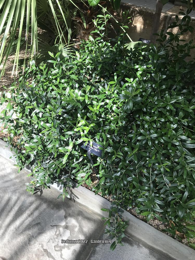 Dwarf Olive (Olea europaea 'Little Ollie') - Garden.org