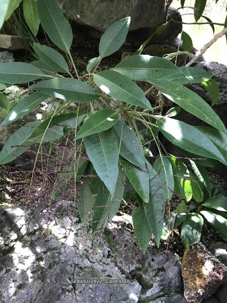 Papala (Charpentiera elliptica) - Garden.org
