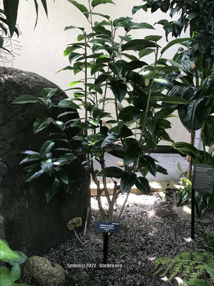 Photo of the entire plant of Kokiʻo ʻula (Hibiscus kokio) posted by ...