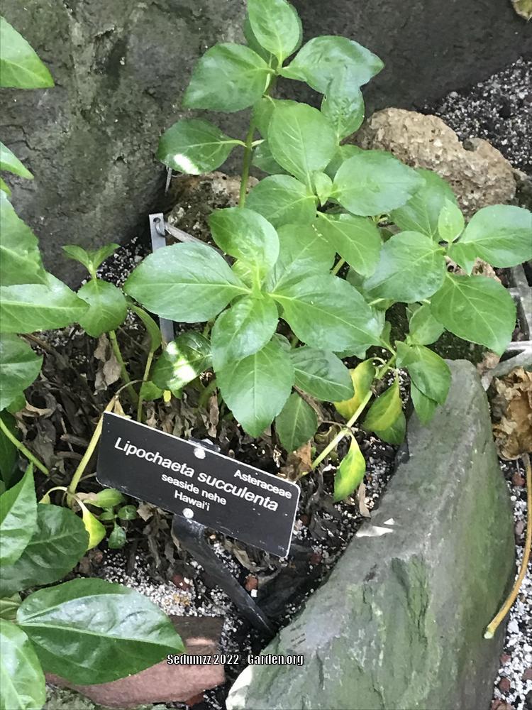 Photo of the entire plant of Seaside Nehe (Lipochaeta succulenta ...