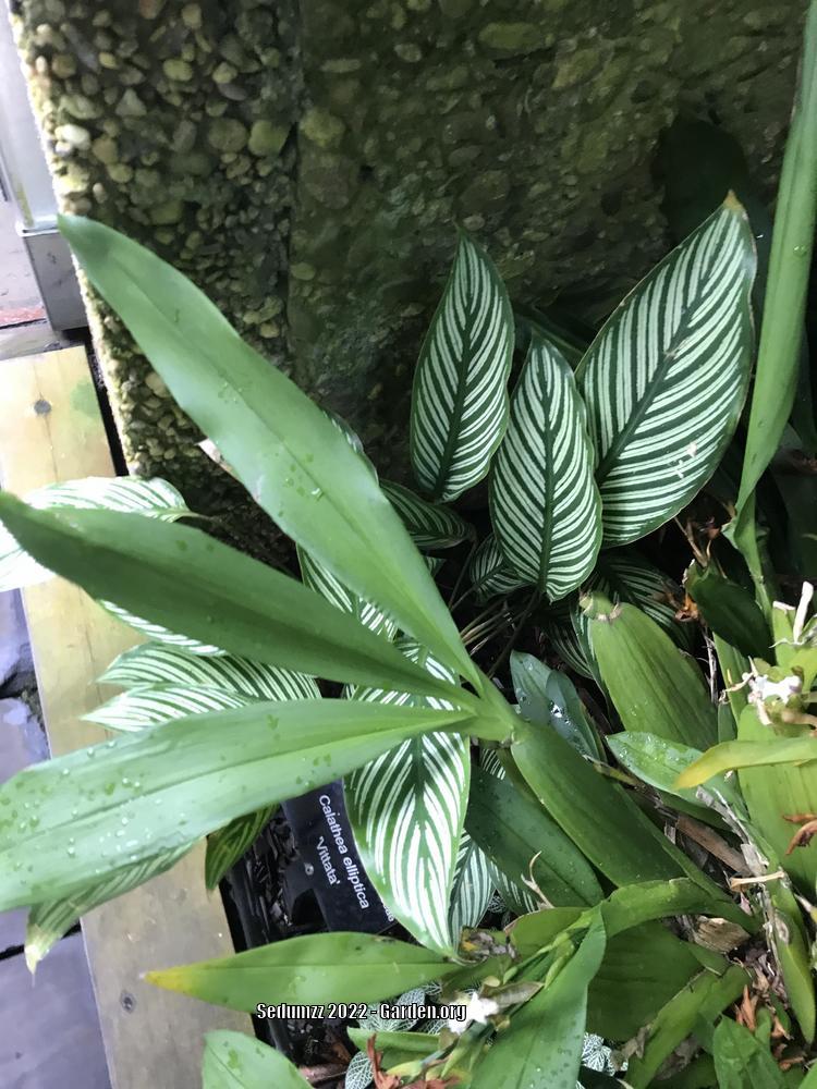 Photo of the entire plant of Goeppertia elliptica posted by sedumzz ...