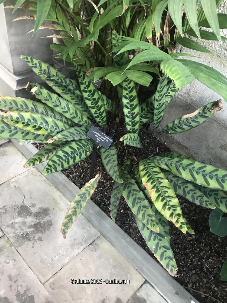 Photo of the entire plant of Rattlesnake Plant (Goeppertia insignis ...