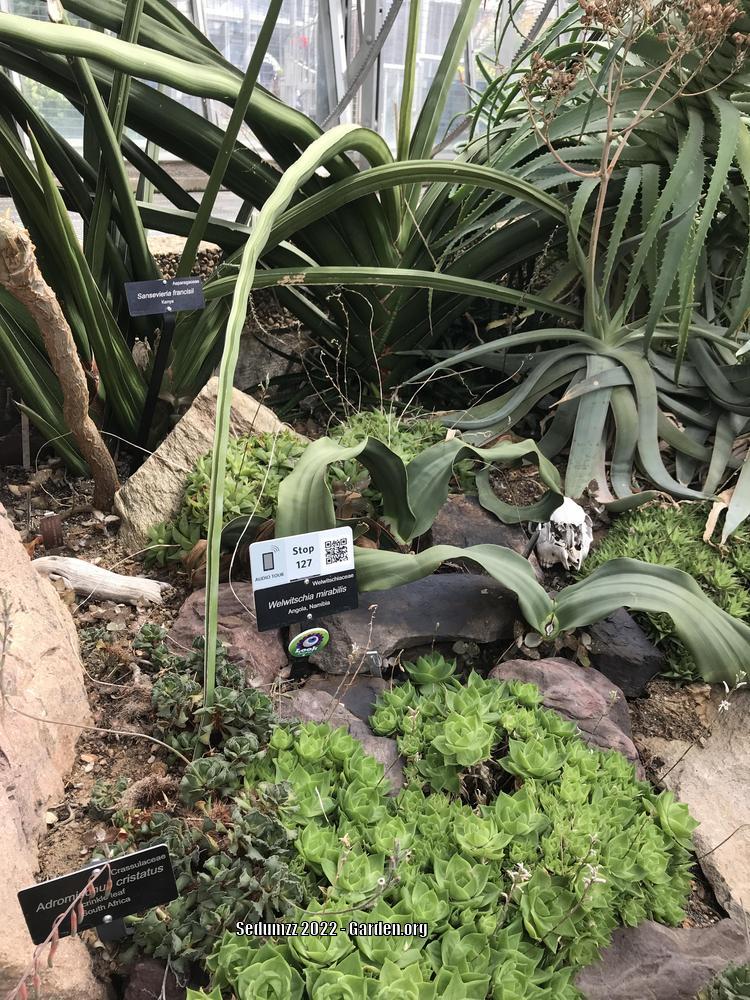 Photo of the entire plant of N'tumbo (Welwitschia mirabilis) posted by ...