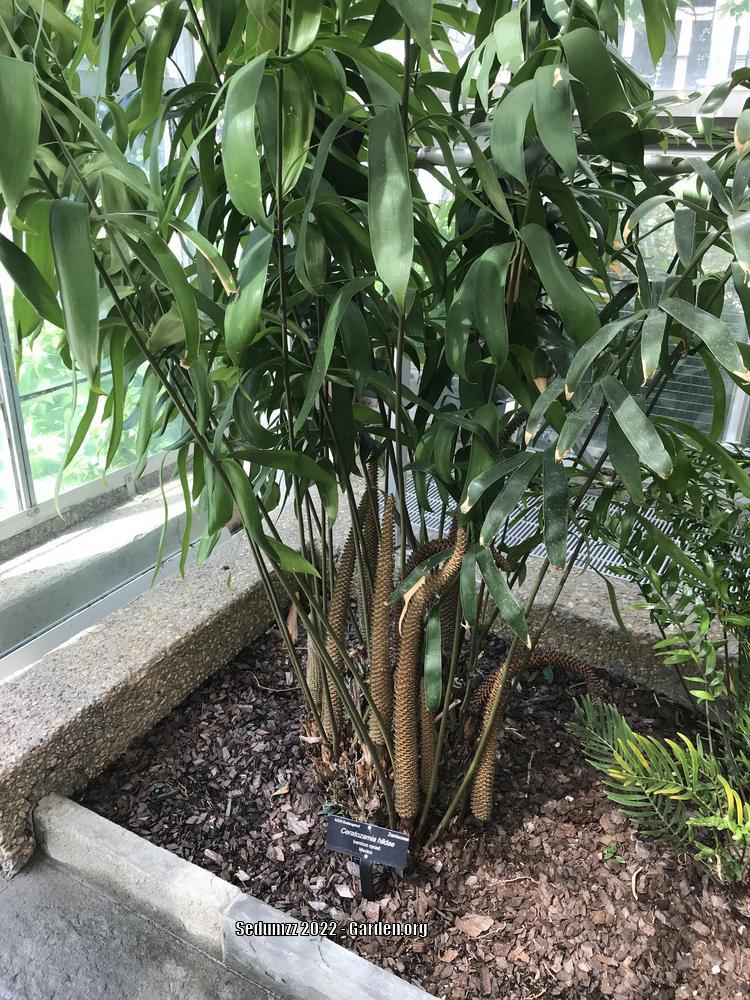 Photo of the entire plant of Bamboo Cycad (Ceratozamia hildae) posted ...