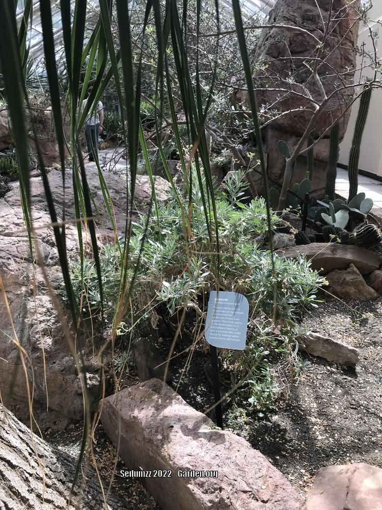 Photo of the entire plant of Guayule (Parthenium argentatum) posted by ...