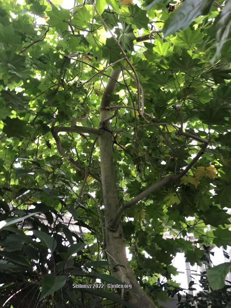 Photo of the entire plant of Kauaʻi Kokiʻo (Kokia kauaiensis) posted by ...