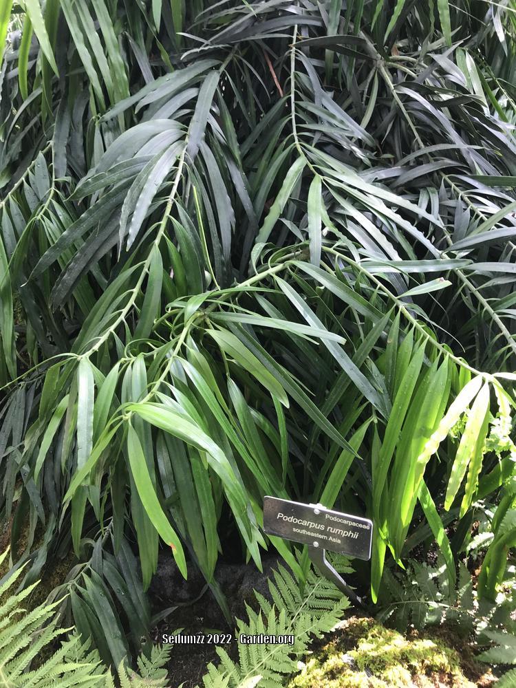 Podocarpus rumphii - Garden.org