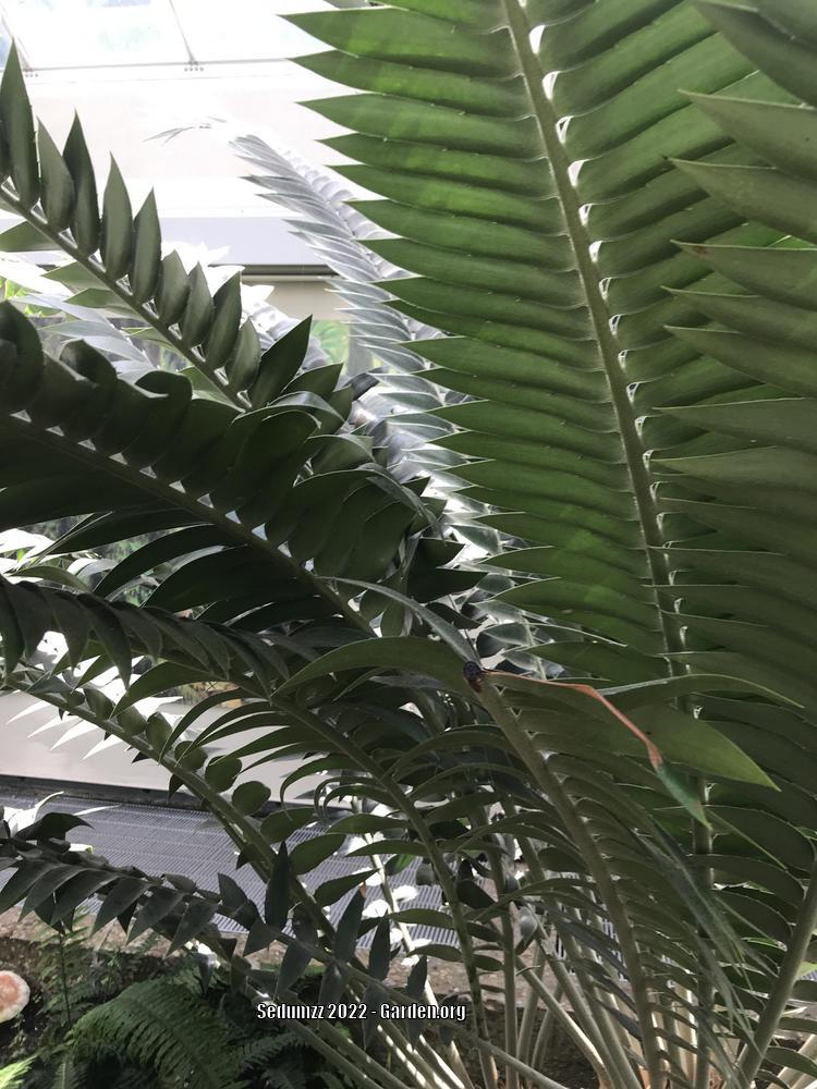 Photo of the leaves of Modjadji Cycad (Encephalartos transvenosus ...