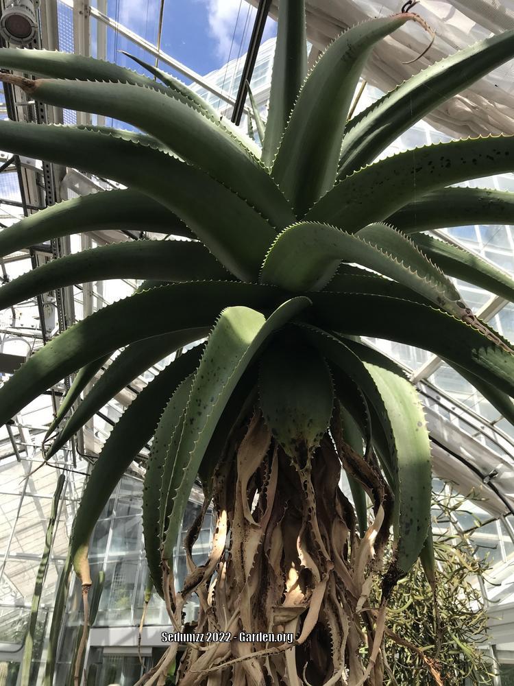 Photo of the entire plant of Malagasy Tree Aloe (Aloe vaombe) posted by ...