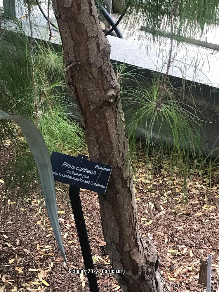 Photo of the stem, scape, stalk or bark of Caribbean Pine (Pinus ...