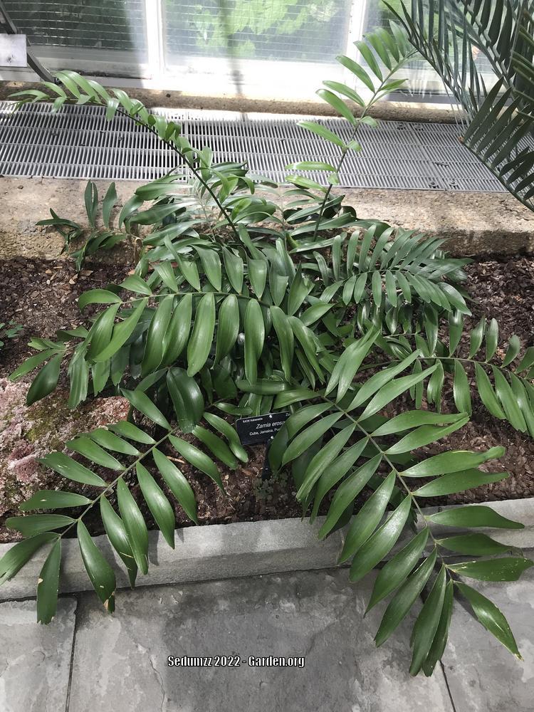 Zamia (Zamia erosa) - Garden.org