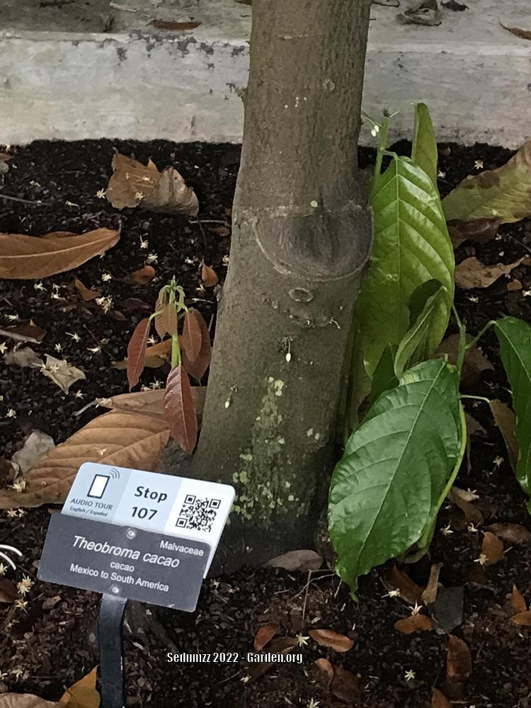 Photo of the stem, scape, stalk or bark of Cocoa Tree (Theobroma cacao ...