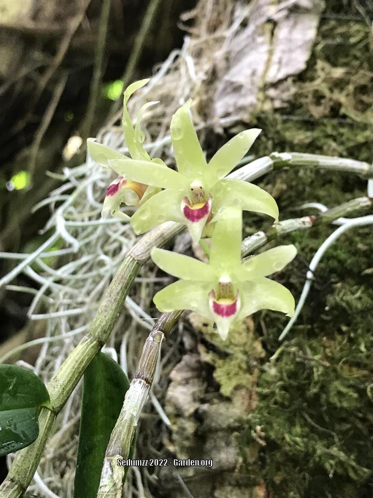Photo of the bloom of Orchid (Dendrobium officinale) posted by sedumzz ...