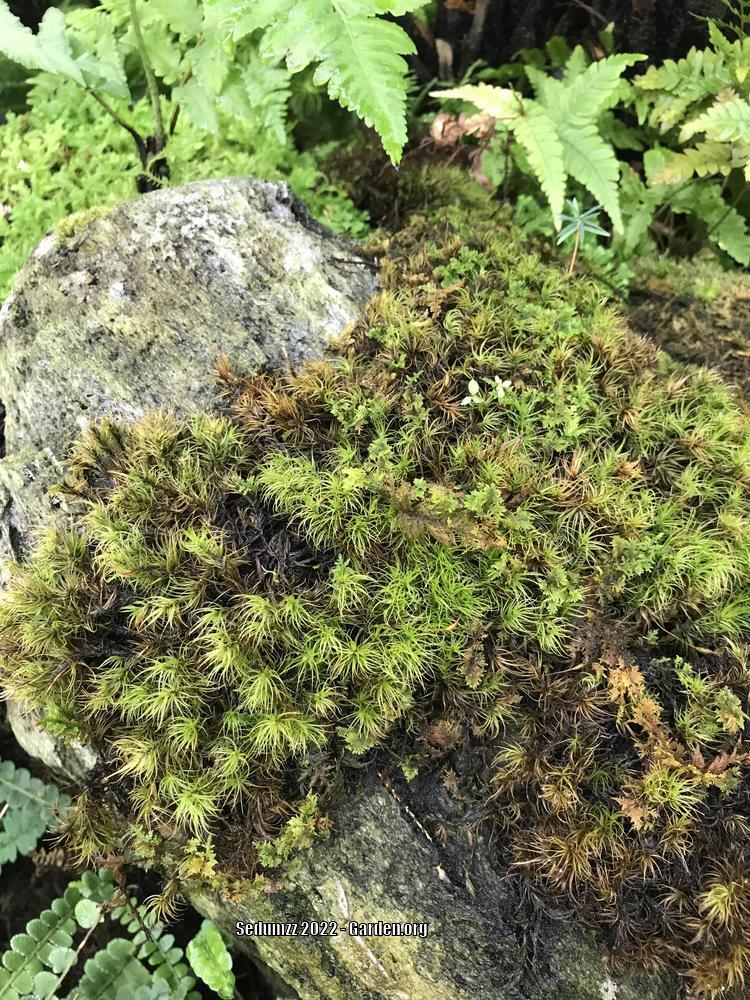 Photo of the entire plant of Pyrrhobryum posted by sedumzz - Garden.org