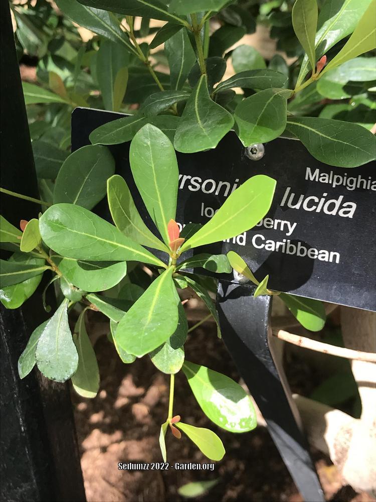 Locust Berry (Byrsonima lucida) - Garden.org