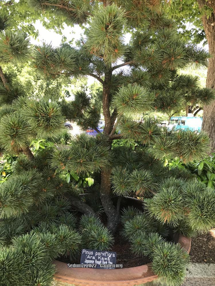 Photo of the entire plant of Japanese White Pine (Pinus parviflora 'Ara ...