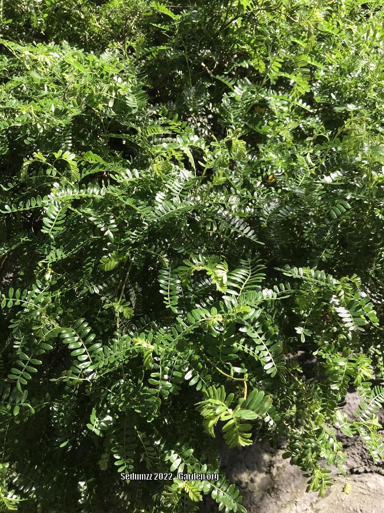 Photo of the entire plant of ʻUlei (Osteomeles anthyllidifolia) posted ...