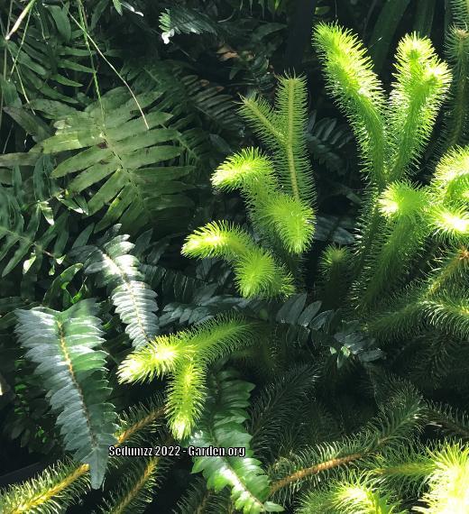 Photo of the entire plant of Australian Cliff Brake (Pellaea falcata ...