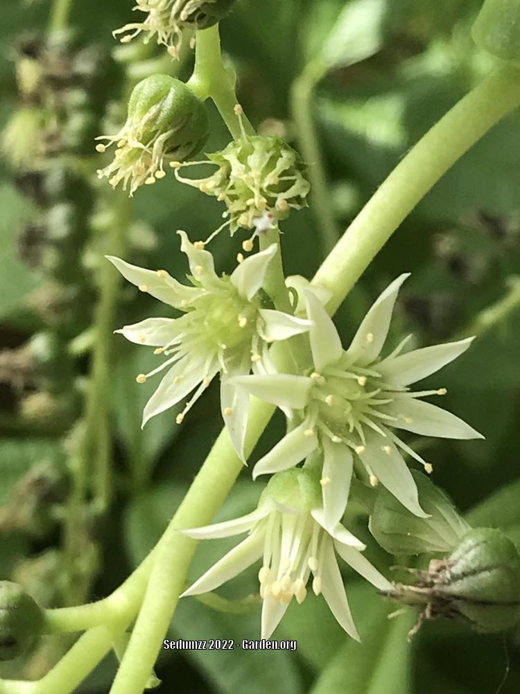 Photo of the bloom of Saucer Plant (Aeonium urbicum) posted by sedumzz ...
