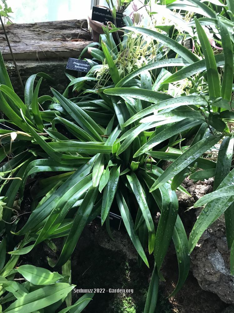 Photo of the entire plant of Orchid (Phragmipedium Grande) posted by ...