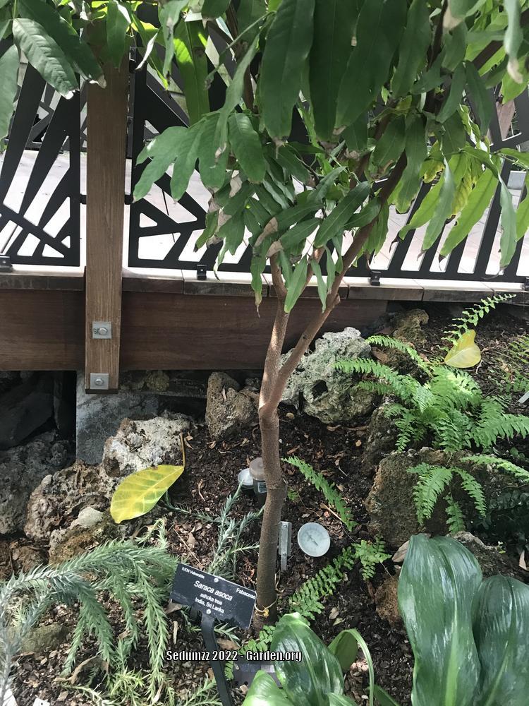 Photo of the entire plant of Ashoka Tree (Saraca asoca) posted by ...